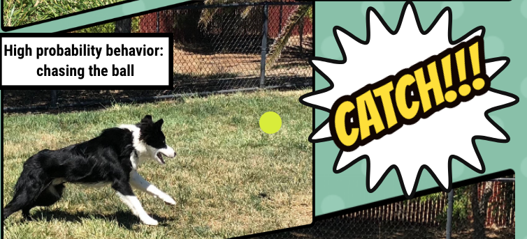 Letting Your Dog Choose Their Own Motivation: The Premack Principle ...