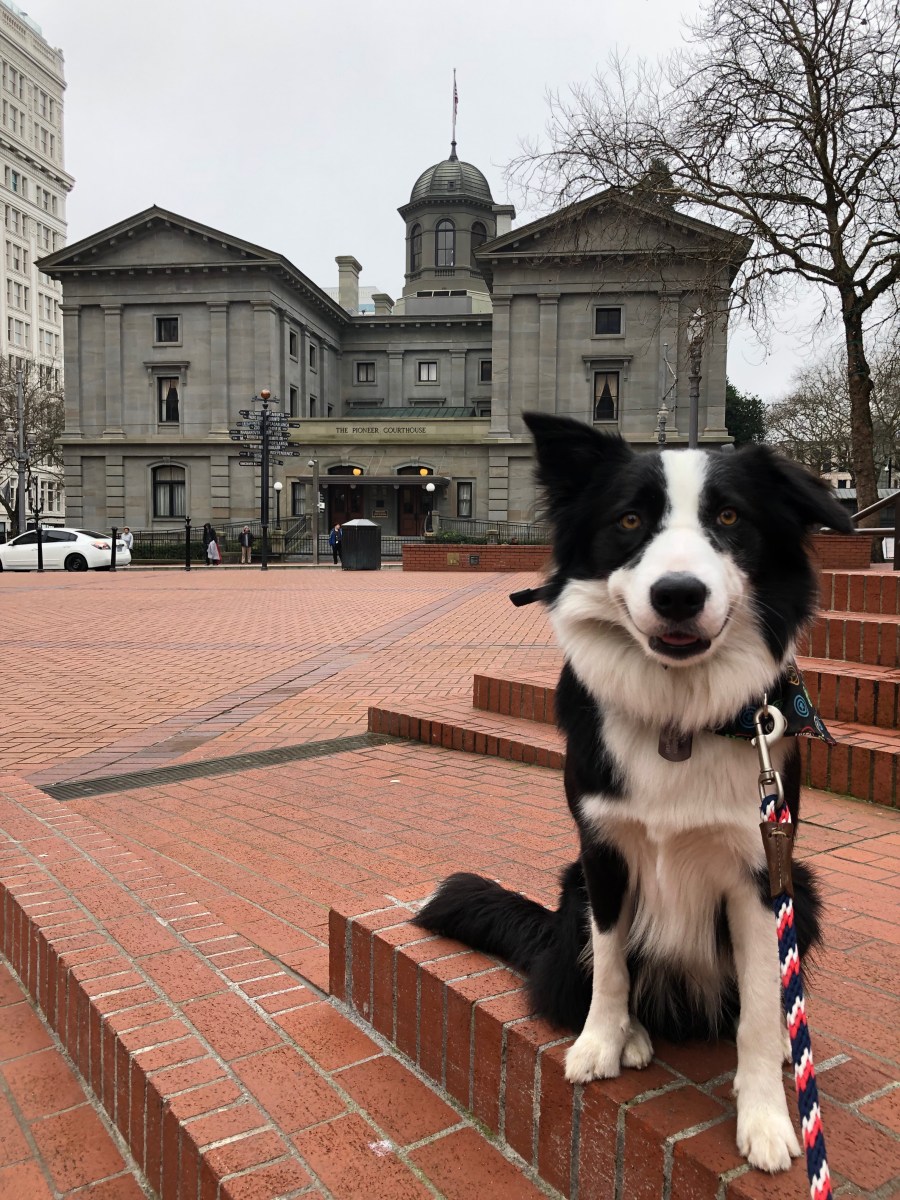 Reactive Road Trip: Day 4 Update in Portland – Suburban Border Collie