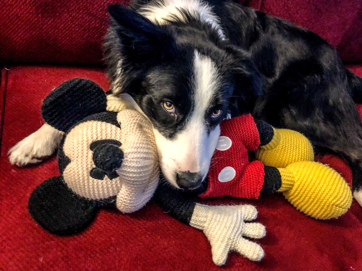 Frustration Based Reactivity? What’s That?? – Suburban Border Collie
