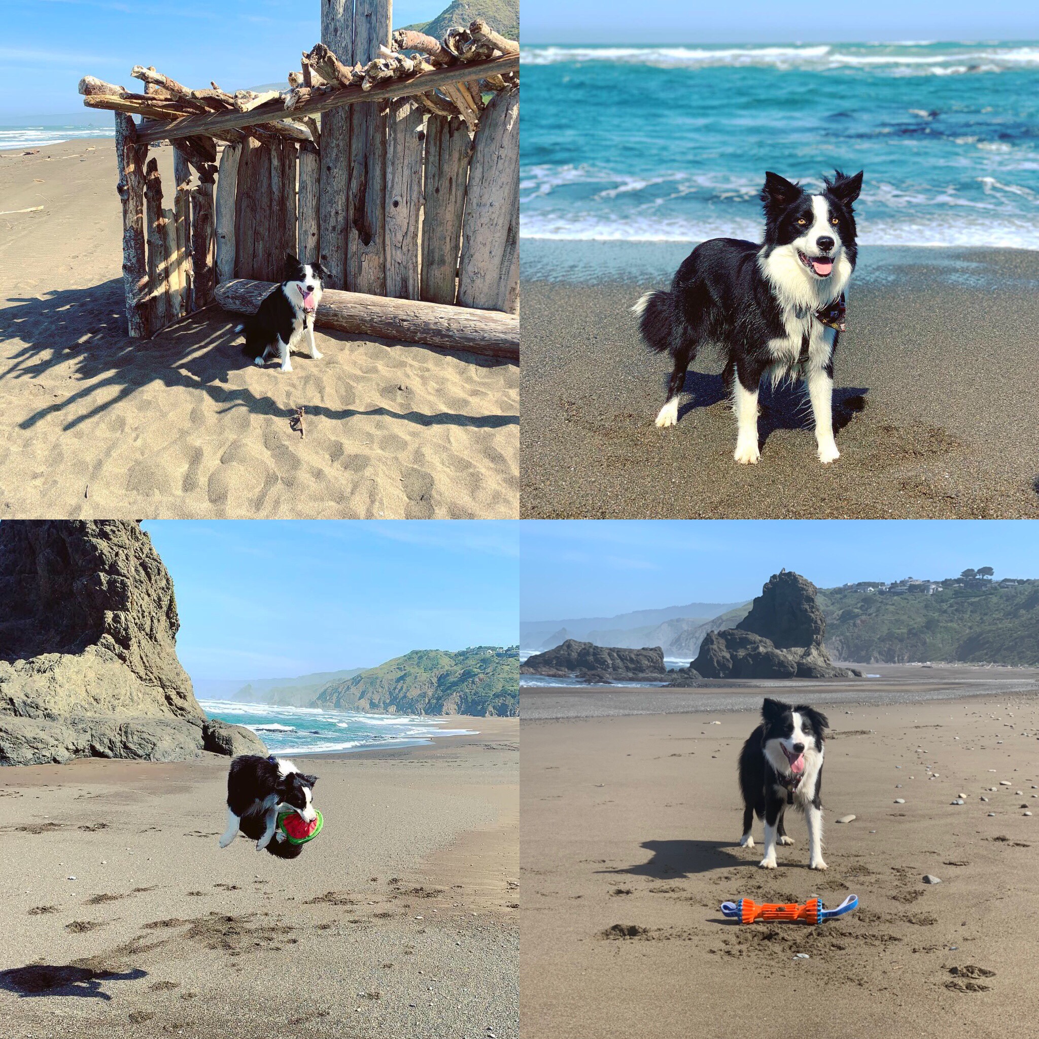 Reactive Road Trip: Mendocino County – Suburban Border Collie