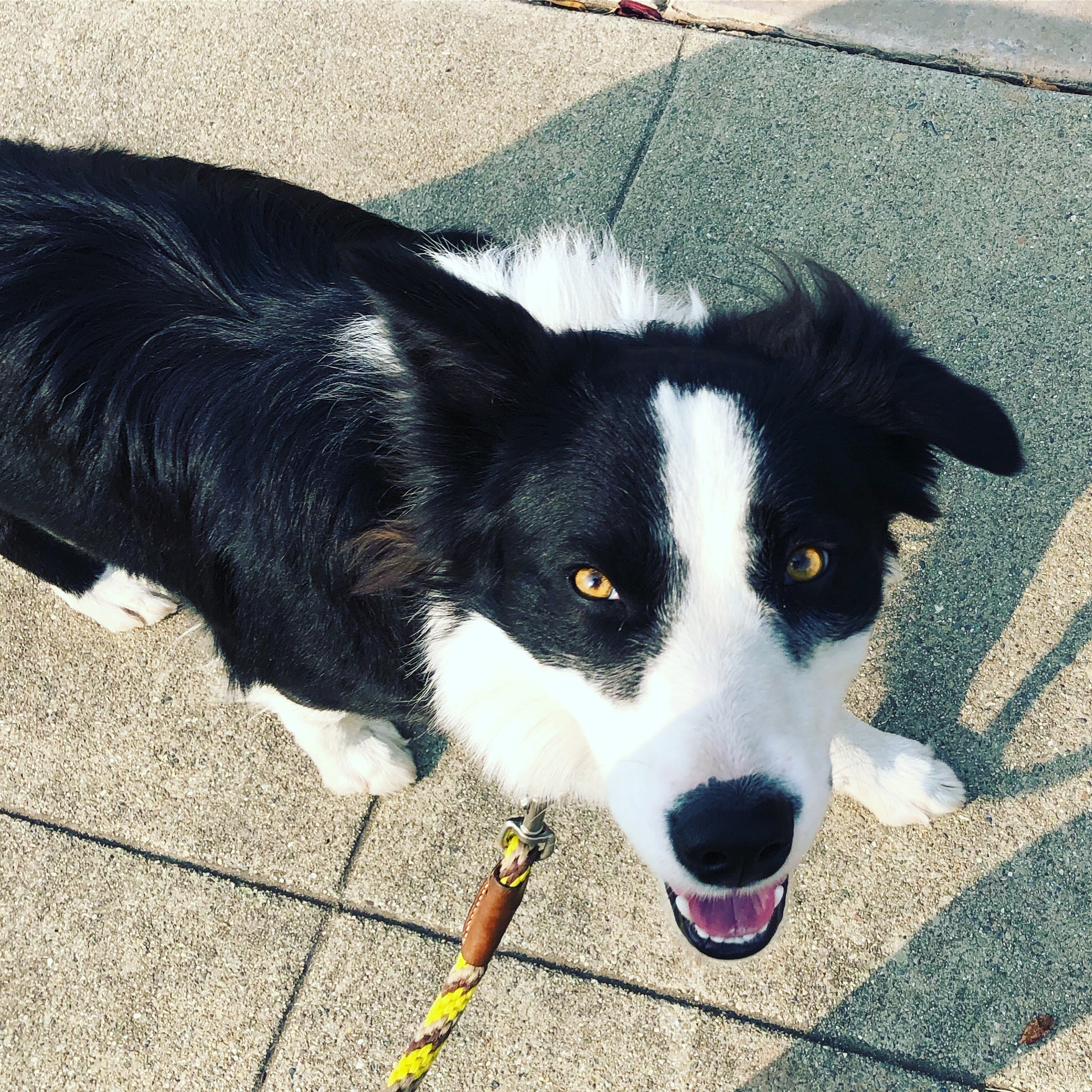 Reactive Chronicles: Week of 6/11/19 – Suburban Border Collie